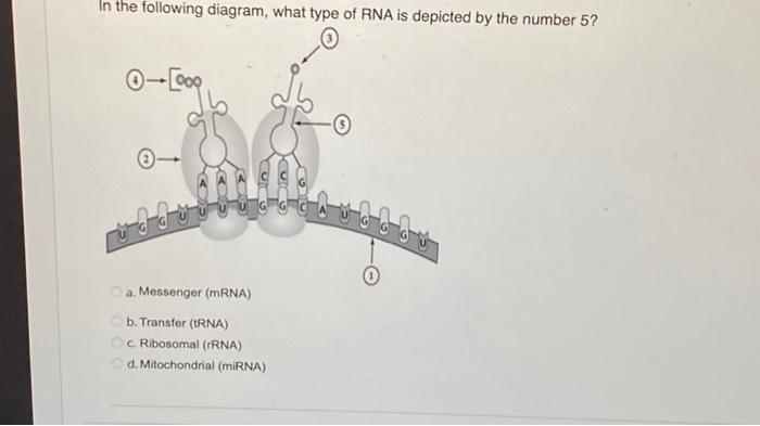 Solved In the following diagram, what type of RNA is | Chegg.com