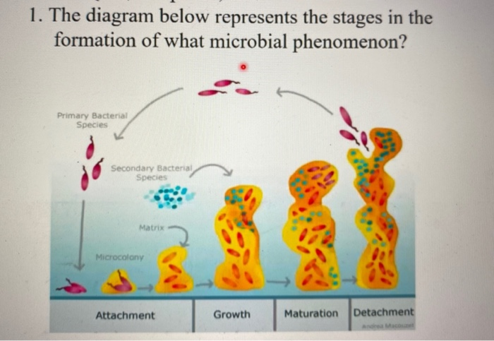 Solved 1. The diagram below represents the stages in the | Chegg.com