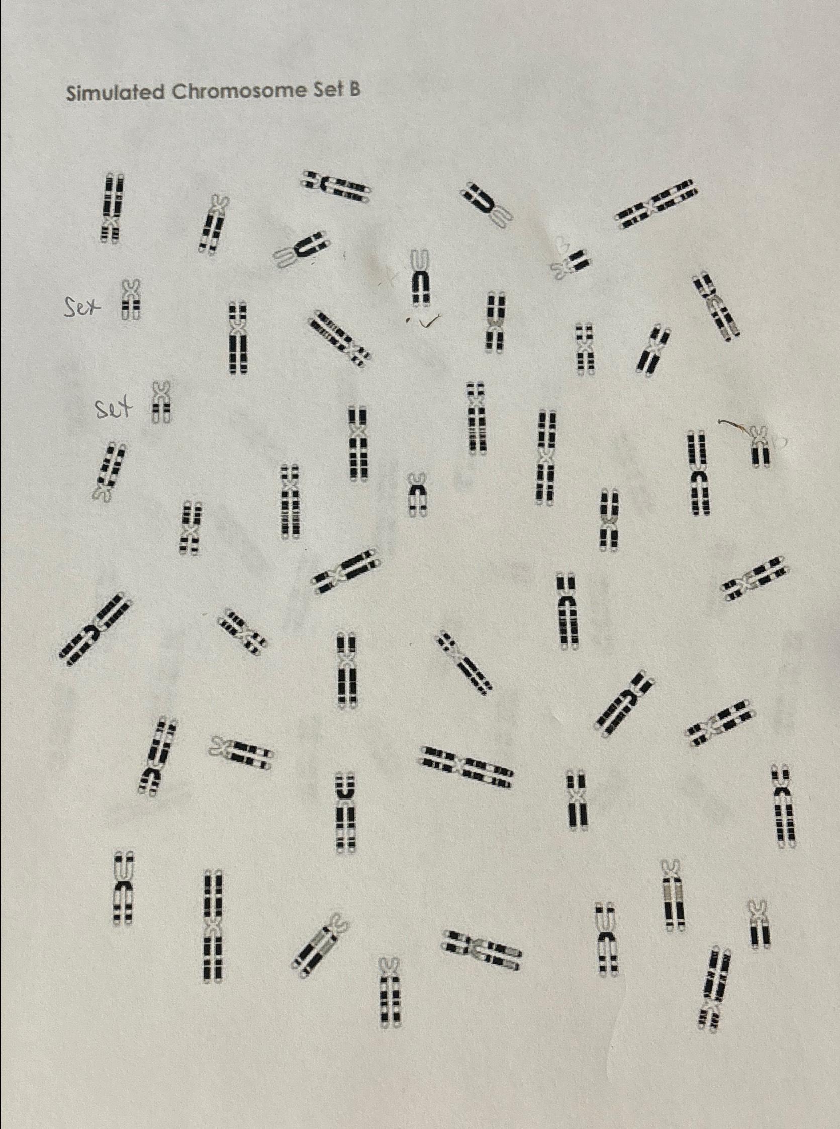 Solved Pair these chromosomes in order By numbering it on | Chegg.com