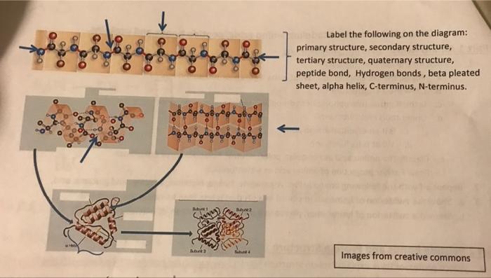 Solved Label the following on the diagram: primary | Chegg.com