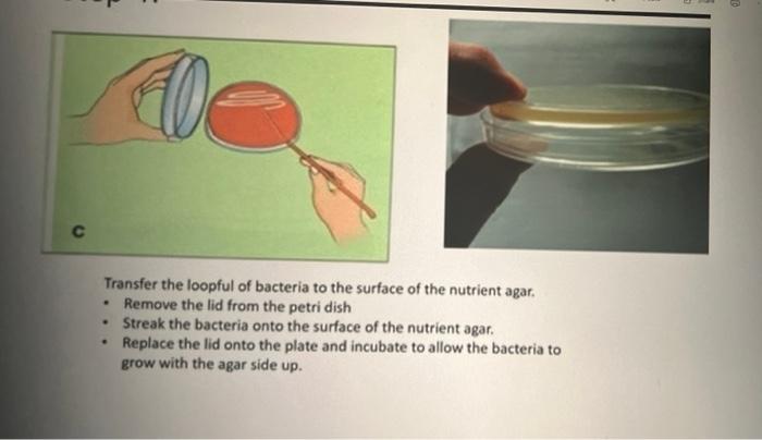 Solved с Transfer the loopful of bacteria to the surface of | Chegg.com