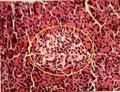 - the structure in the yellow circle is a renal | Chegg.com