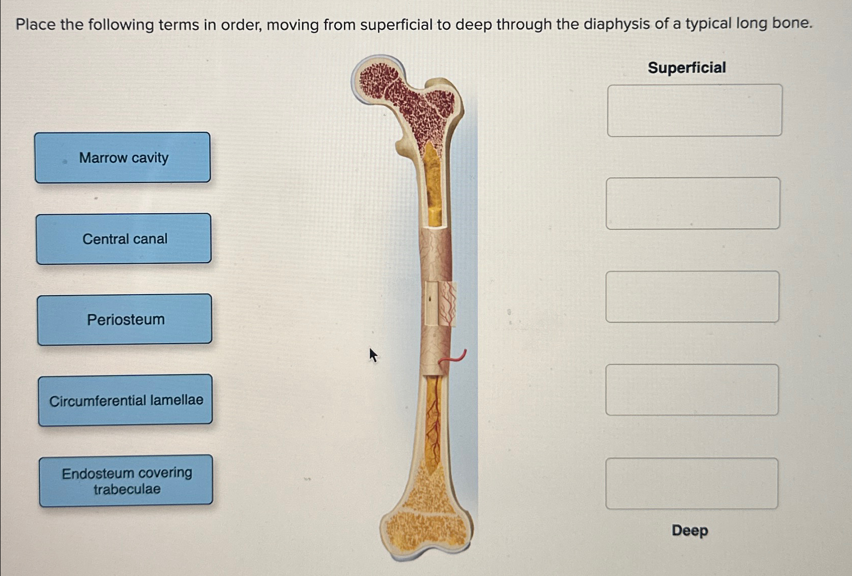 Solved Place the following terms in order, moving from | Chegg.com