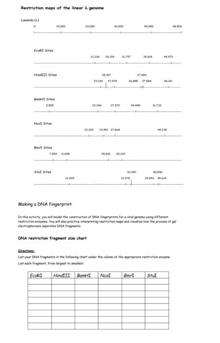 Restriction maps of the linear à genome Lambda 03 10 | Chegg.com