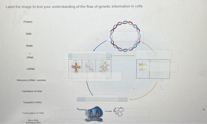 Solved Label the image to test your understanding of the | Chegg.com