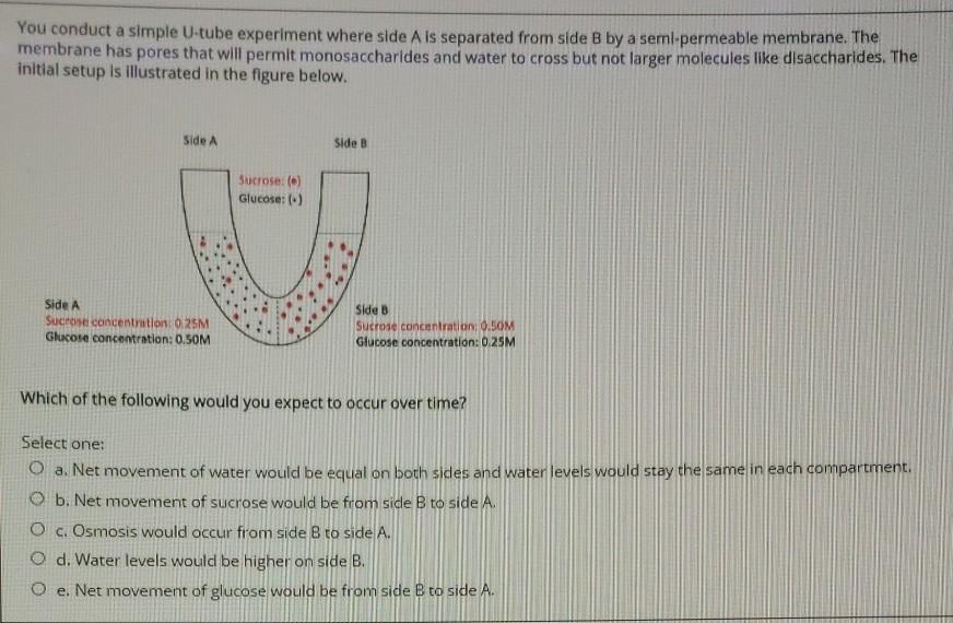 Solved You conduct a simple U-tube experiment where side A | Chegg.com