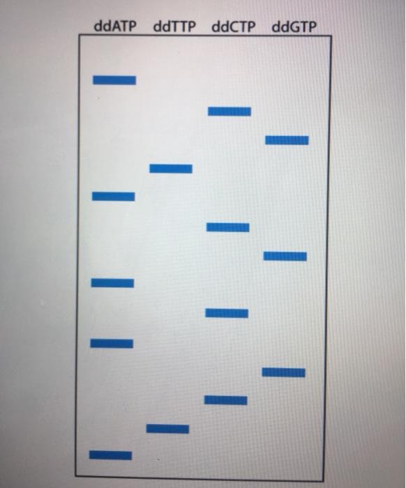 Solved ddATP ddTTP ddCTP ddGTP 1 IL | Chegg.com