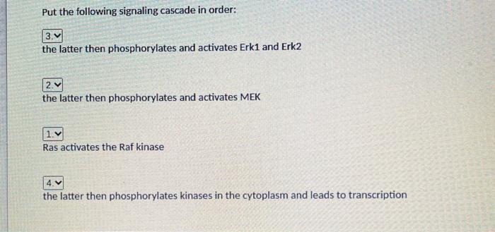 Solved Put the following signaling cascade in order: the | Chegg.com
