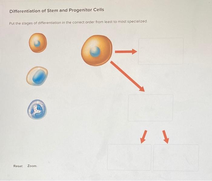 Solved Differentiation of Stem and Progenitor Cells Put the | Chegg.com