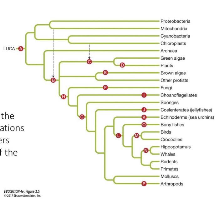 Proteobacteria Mitochondria Cyanobacteria | Chegg.com