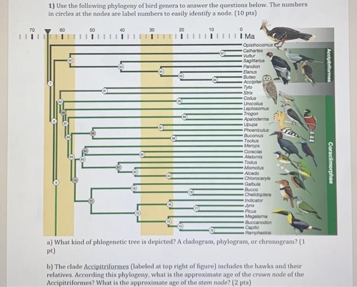 1) Use the following phylogeny of bird genera to | Chegg.com