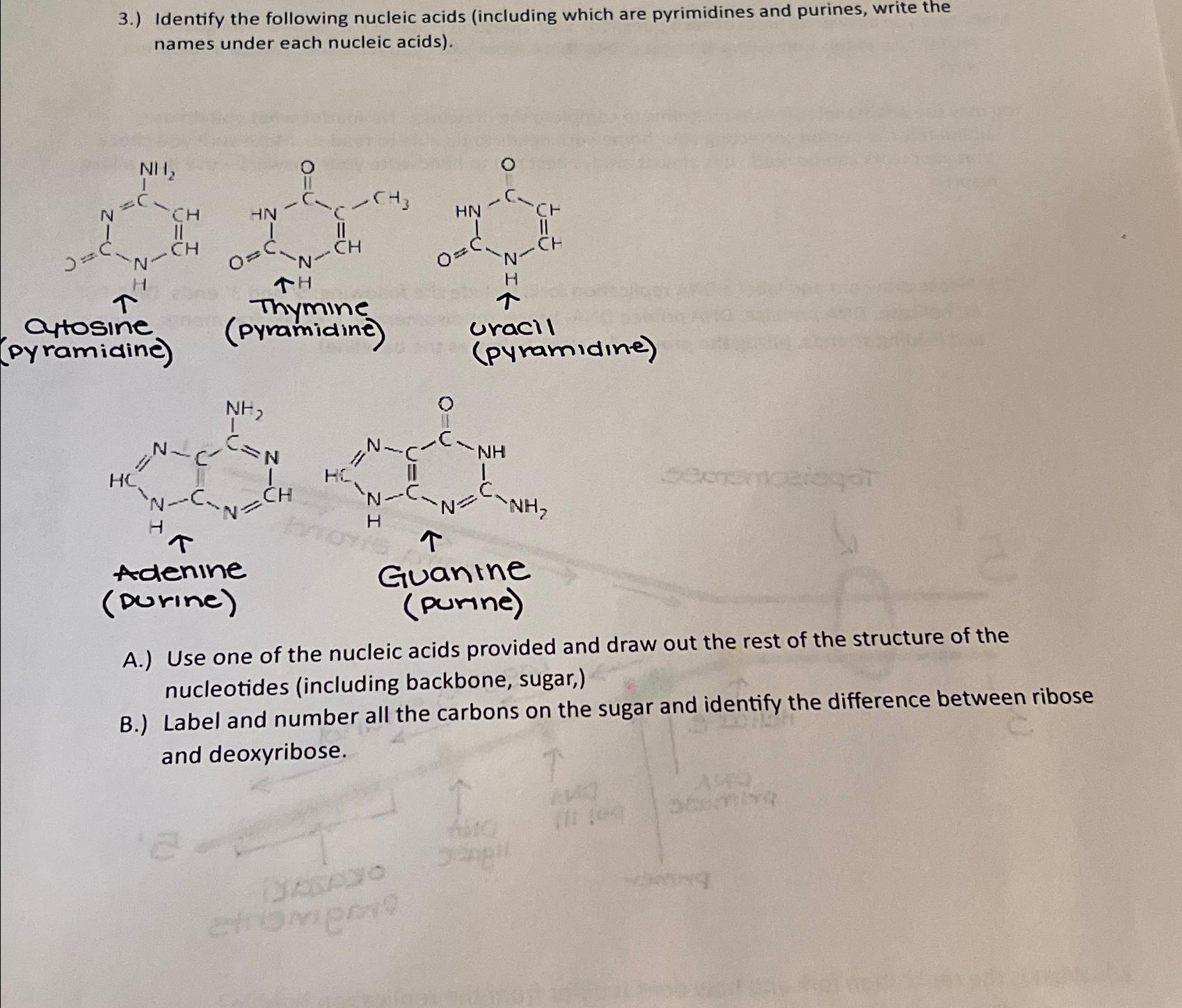 Solved 3.) ﻿Identify the following nucleic acids (including | Chegg.com