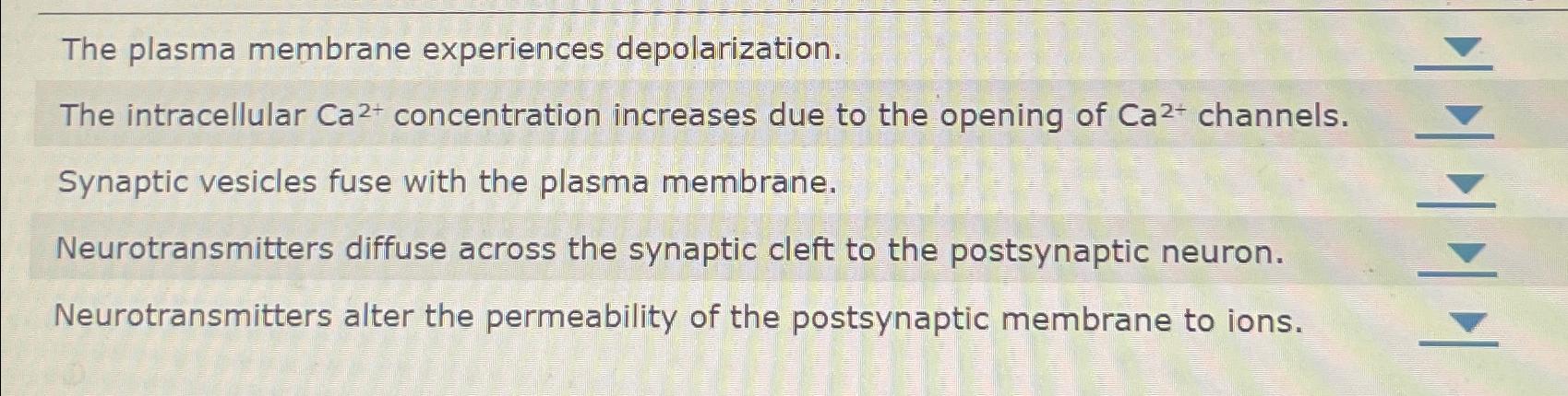 Solved The plasma membrane experiences depolarization.The | Chegg.com