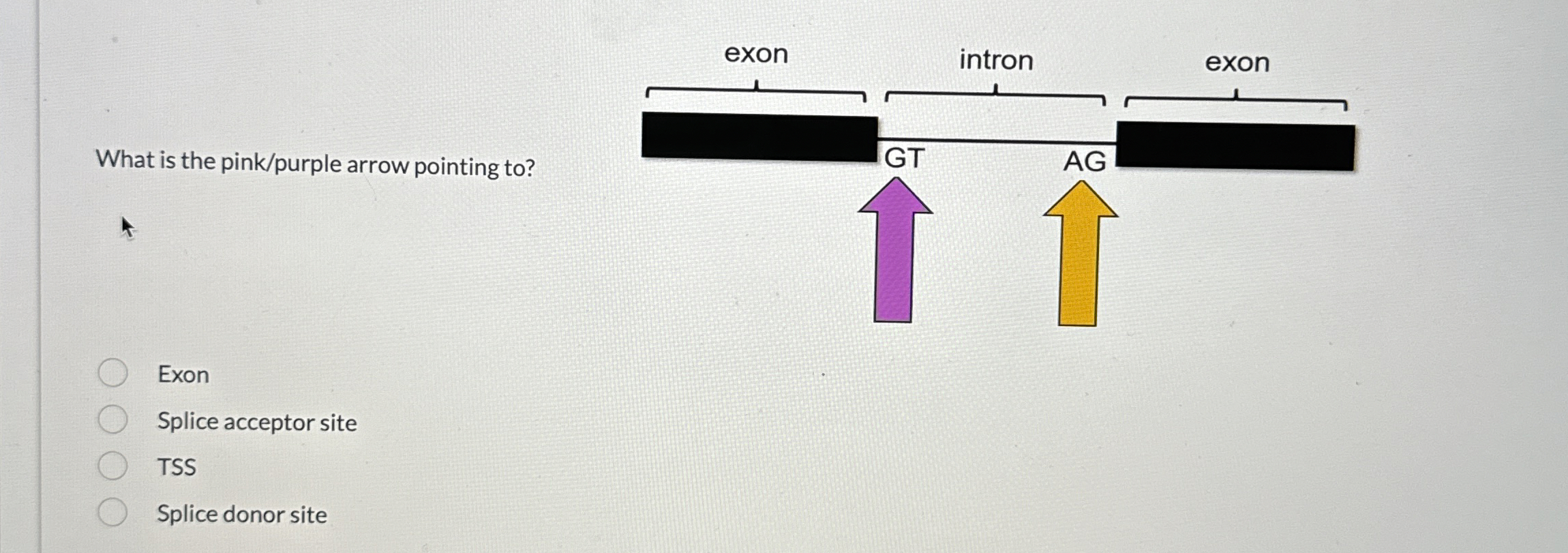 Solved What is the pink/purple arrow pointing to?ExonSplice | Chegg.com