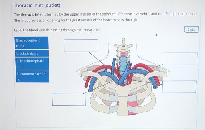 Solved Thoracic inlet (outlet) The thoracic inlet is formed | Chegg.com