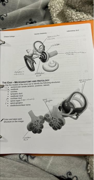 Solved Learning Objectives: 1. Idenbify macroscopic | Chegg.com
