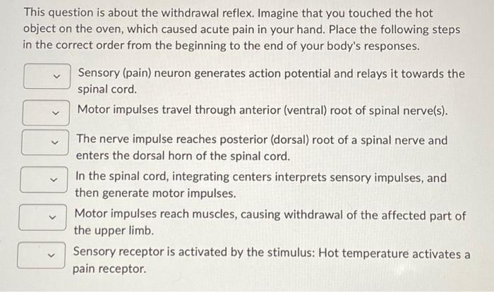 Solved This question is about the withdrawal reflex. Imagine | Chegg.com