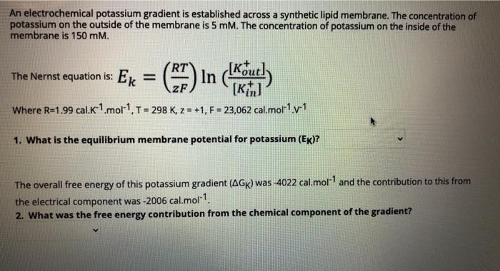 Solved An electrochemical potassium gradient is established | Chegg.com