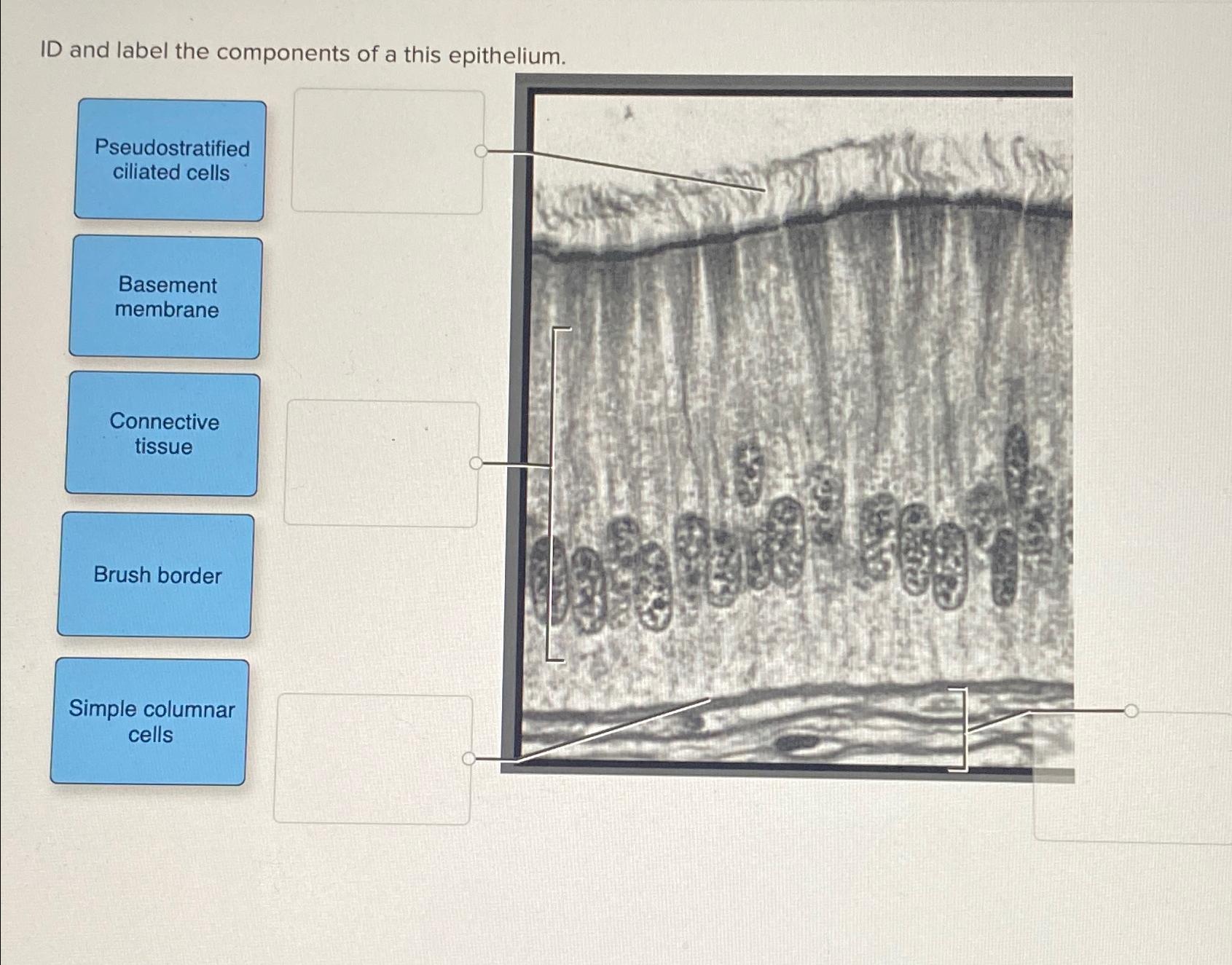 Solved ID and label the components of a this epithelium. | Chegg.com