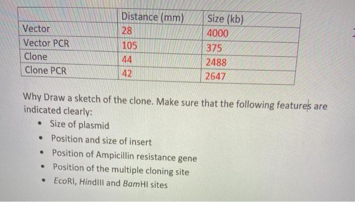 Solved Vector Vector PCR Clone Clone PCR Distance (mm) 28 | Chegg.com