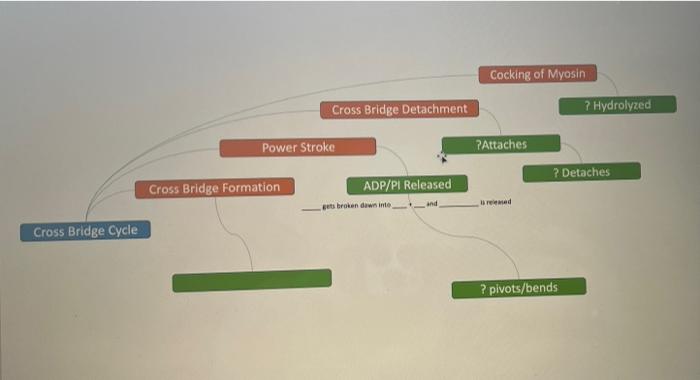 Solved Cocking of Myosin Cross Bridge Detachment ? | Chegg.com