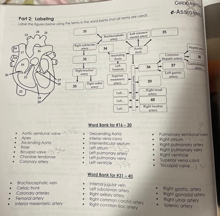 Solved Part 2: Labeling urinn the terms in the word banks | Chegg.com