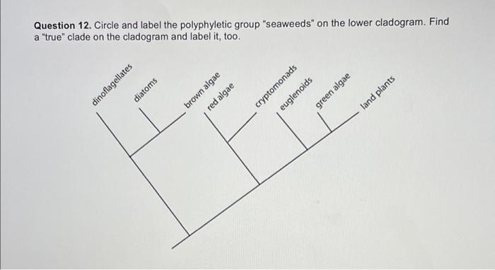 Solved Phylogeny and Cladistics Worksheet (These are the | Chegg.com