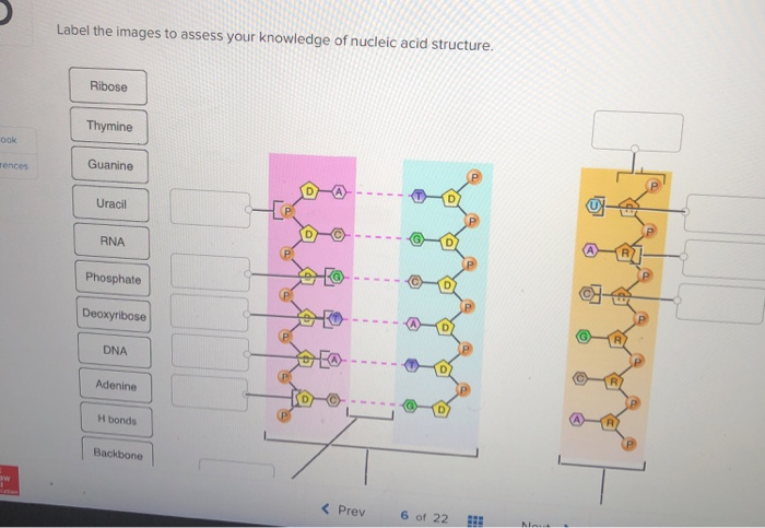 Solved Label the images to assess your knowledge of nucleic | Chegg.com