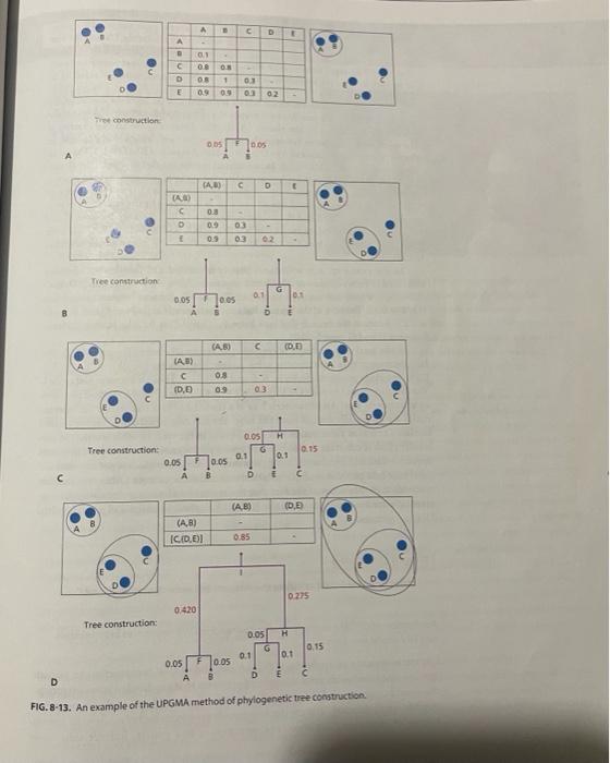 Solved this discusses the UPGMA method for creating the | Chegg.com
