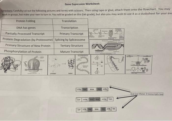 Solved Gene Expression Worksheet: Directions: Carefully cut | Chegg.com