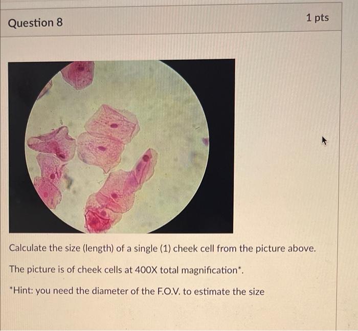 Solved 1 pts Question 8 Calculate the size (length) of a | Chegg.com
