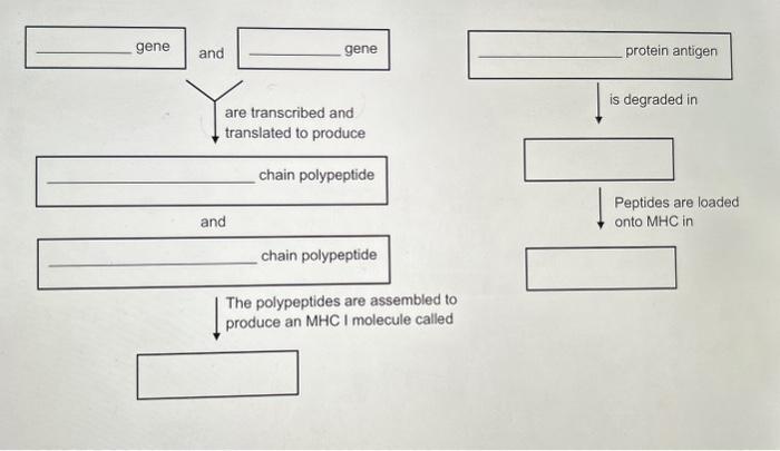 Solved 1. Learning objective: Use a box-and-arrow model to | Chegg.com