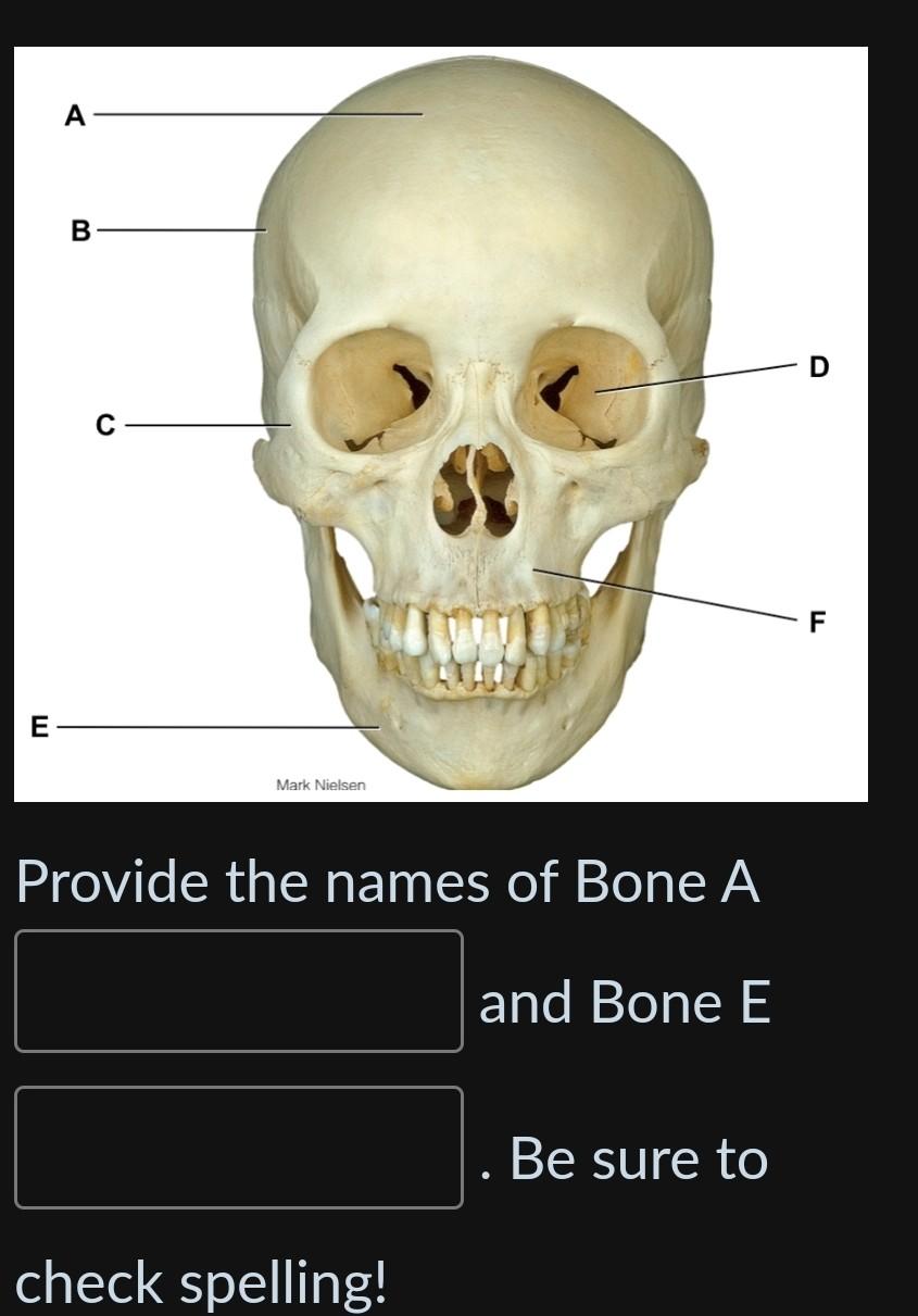 Solved Provide the names of Bone A and Bone E Be sure to | Chegg.com