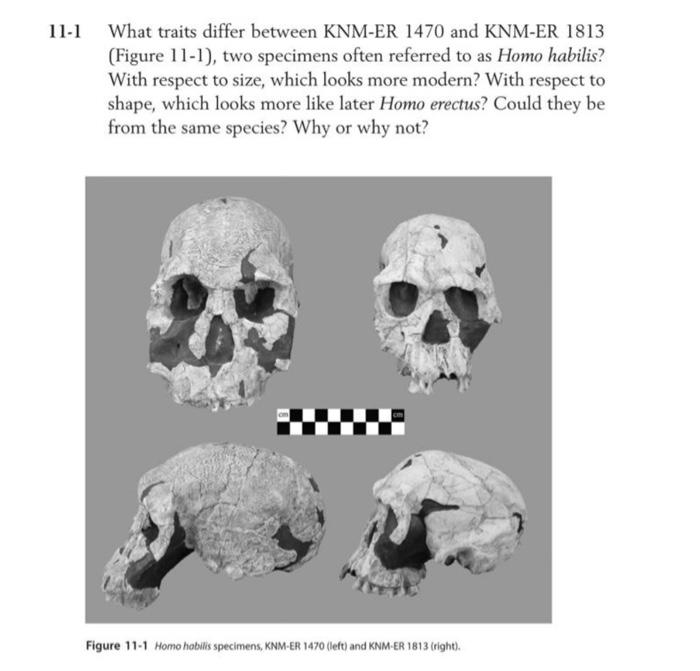 Solved What traits differ between KNM-ER 1470 and KNM-ER | Chegg.com