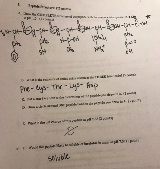 Solved 5. Peptide Structure: (25 points) A. Draw the | Chegg.com