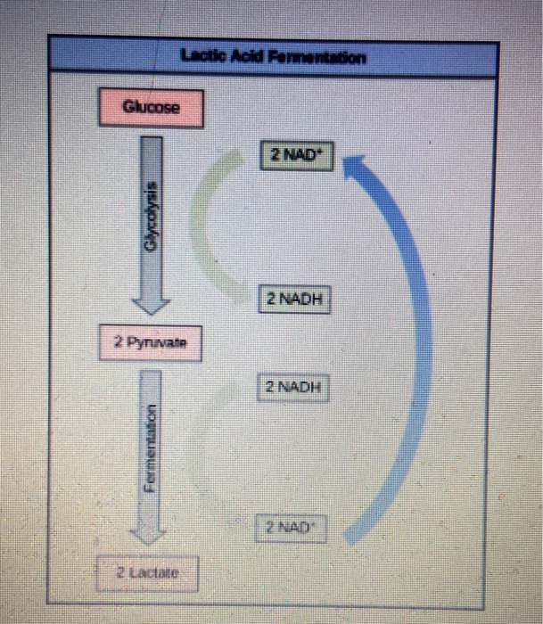 Solved 3. Figure 4.16 Tremetol, a metabolic poison found in | Chegg.com