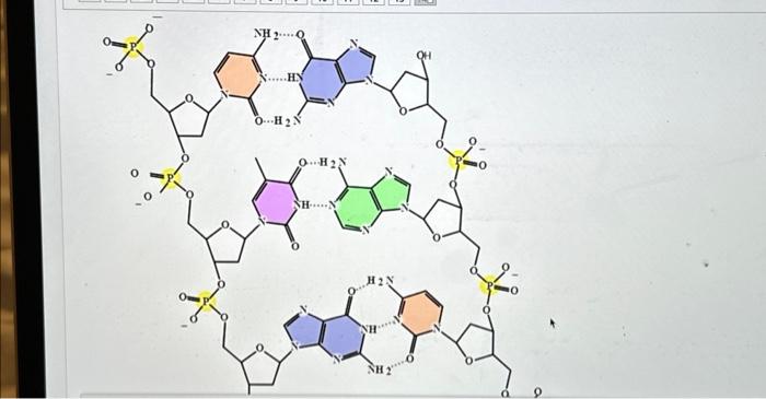 Solved The structure of two DNA strands are shown below. | Chegg.com