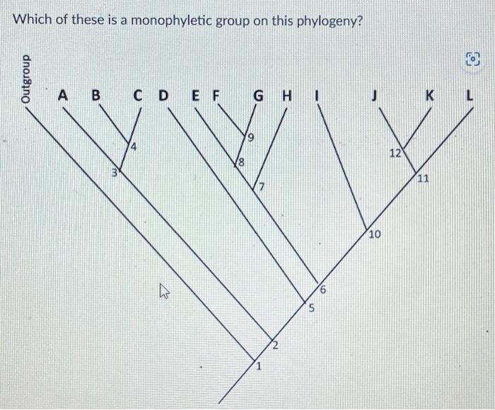 Solved Which of these is a monophyletic group on this | Chegg.com Solved Which of these is a monophyletic group on this | Chegg.com
