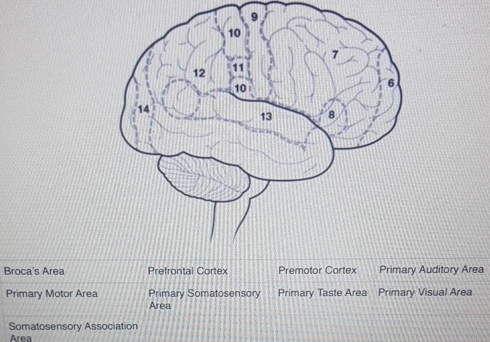 Solved 10 12 10 13 Broca's Area Prefrontal Cortex Premotor | Chegg.com