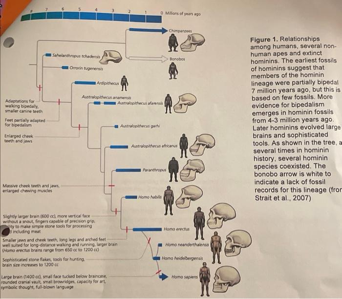 Solved 1. What is the difference between "hominid" and | Chegg.com