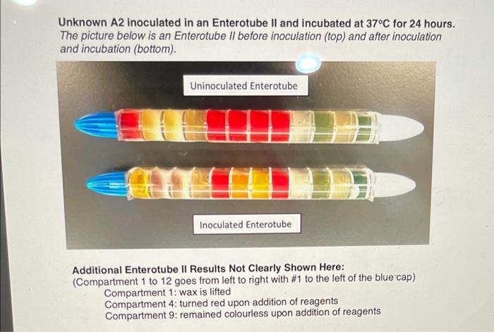 Solved Unknown A2 inoculated in an Enterotube Il and | Chegg.com