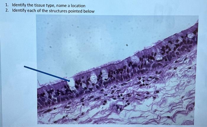 Solved Identify the name of each of the following tissue | Chegg.com