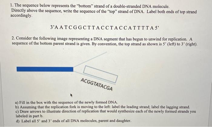 Solved 1. The sequence below represents the "bottom" strand | Chegg.com