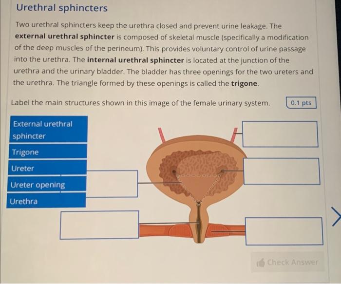 Solved Urethral sphincters Two urethral sphincters keep the | Chegg.com