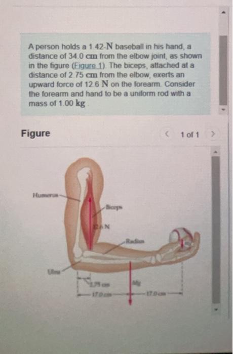 Solved A person holds a 1.42-N baseball in his hand, a | Chegg.com