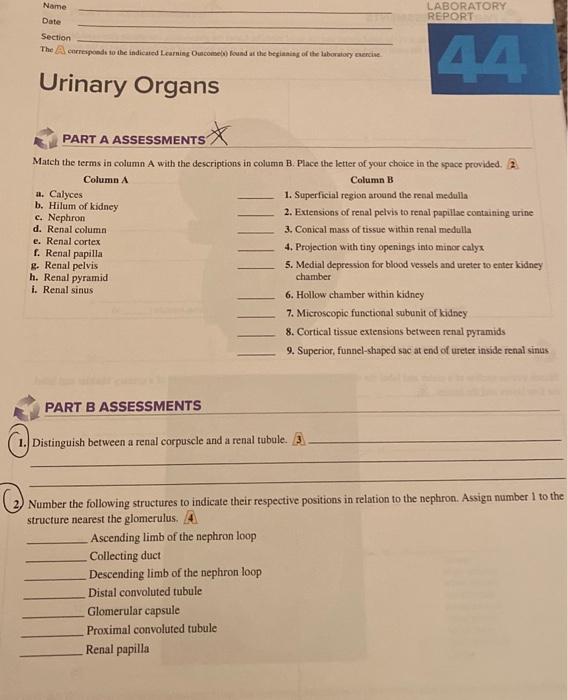 Solved FIGURE 44.1 Label the major organs of the urinary | Chegg.com