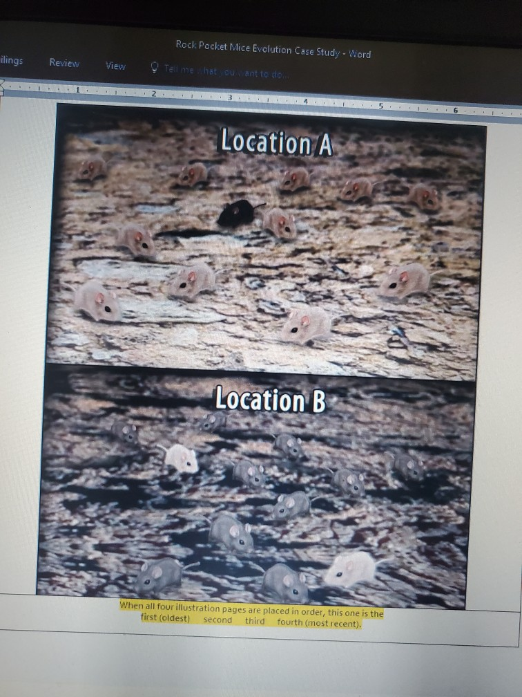 Rock Pocket Mice Evolution Case Study - Word rences | Chegg.com