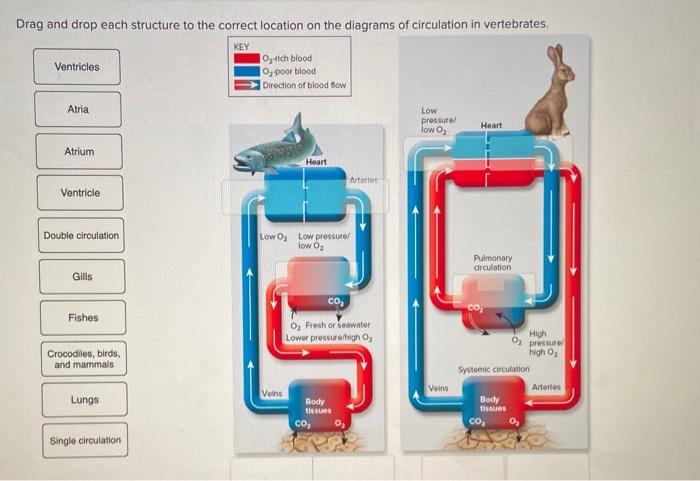Solved Drag and drop each structure to the correct location | Chegg.com