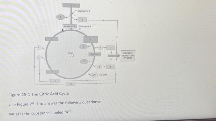 Solved Figure 25-1 The Citric Acid Cycle Use Figure 25-1 to | Chegg.com