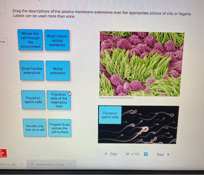 Drag the descriptions of the plasma membrane | Chegg.com